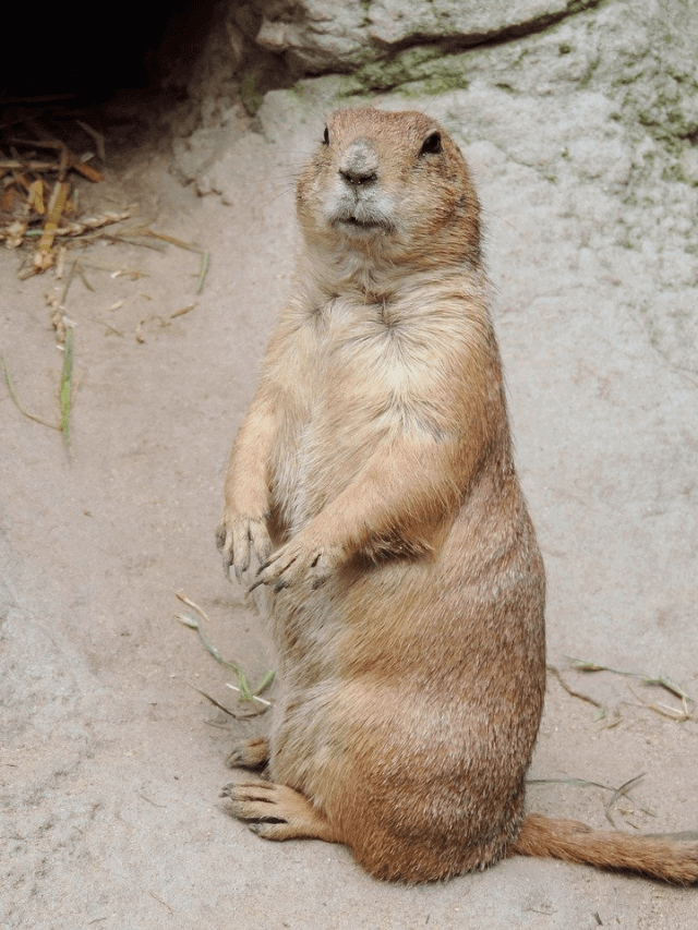 11 Amazing Groundhogs Facts [Must Check #5] - Grow Kido